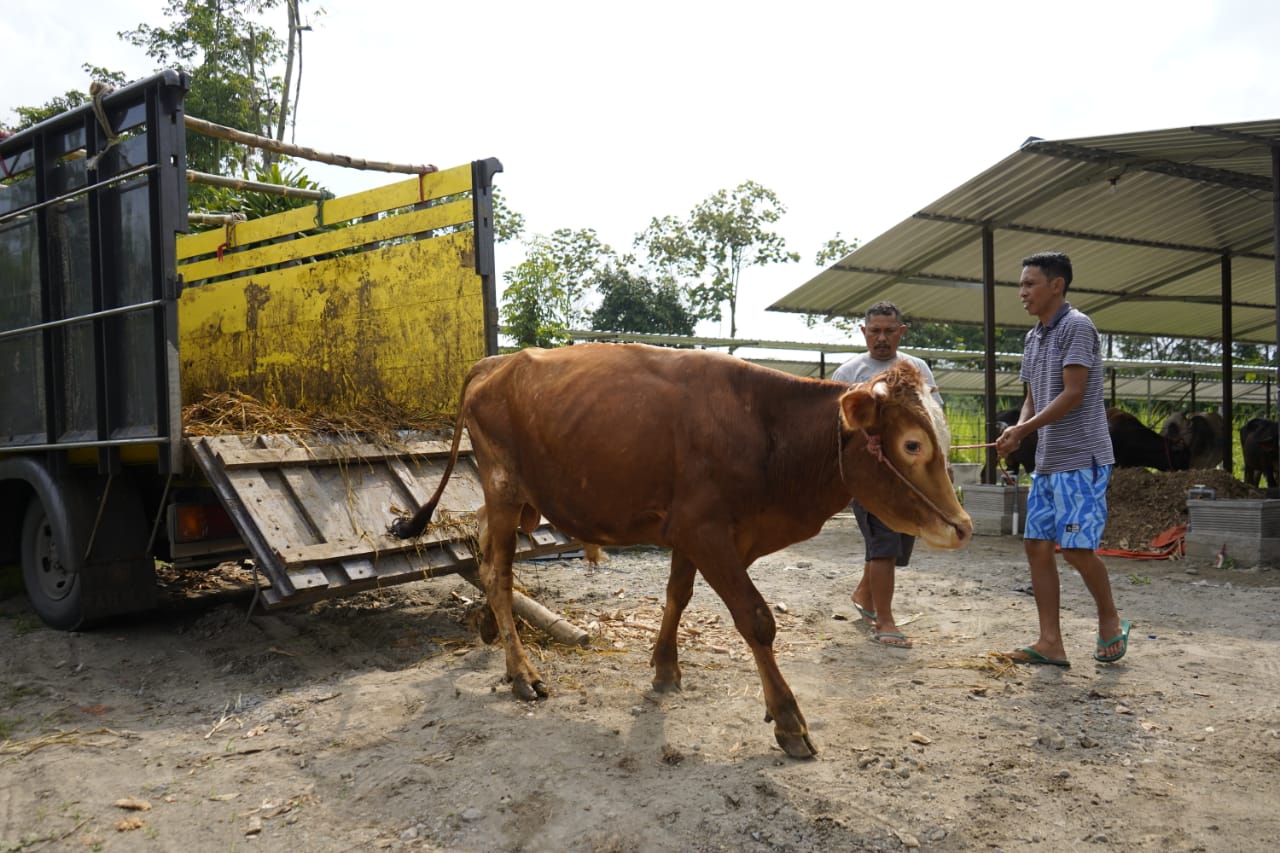 Terima 1000 Ekor Sapi, Mas Dhito Dorong Peternak Diversifikasi Produk